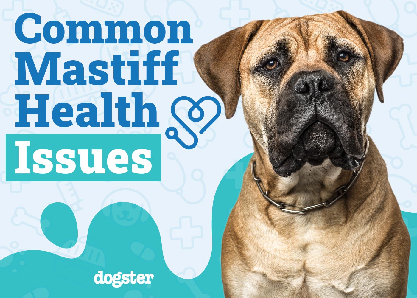 9 Common Health Problems in Mastiffs – Diseases to Be Aware Of! – Dogster