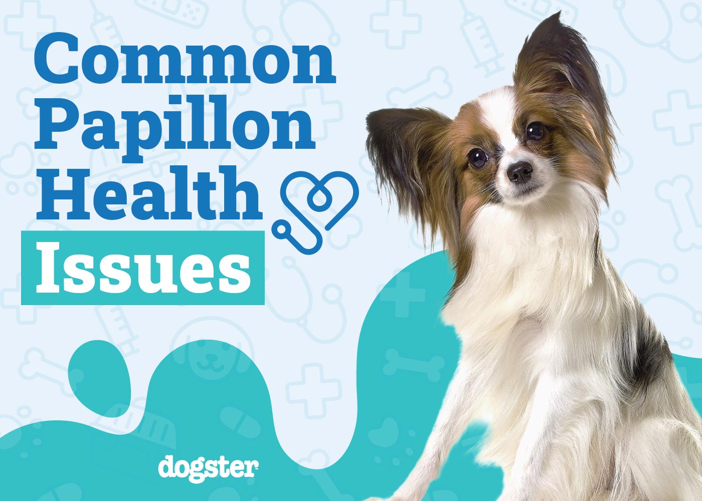 5 Common Papillon Health Issues: Our Vet Discusses – Dogster