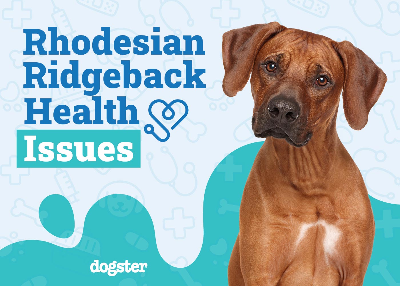 6 Rhodesian Ridgeback Health Issues to Watch For (Vet Answer) – Dogster