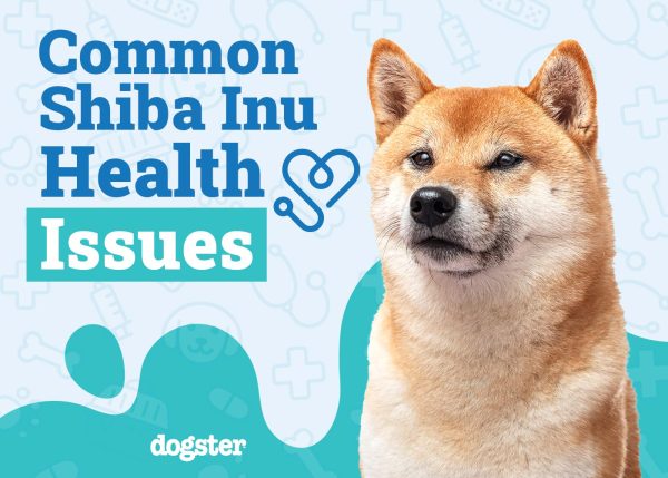 6 Common Health Problems in Shiba Inu Dogs to Be Aware Of – Dogster