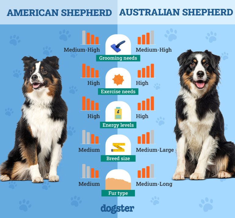 American Shepherd vs Australian Shepherd: The Differences (With ...