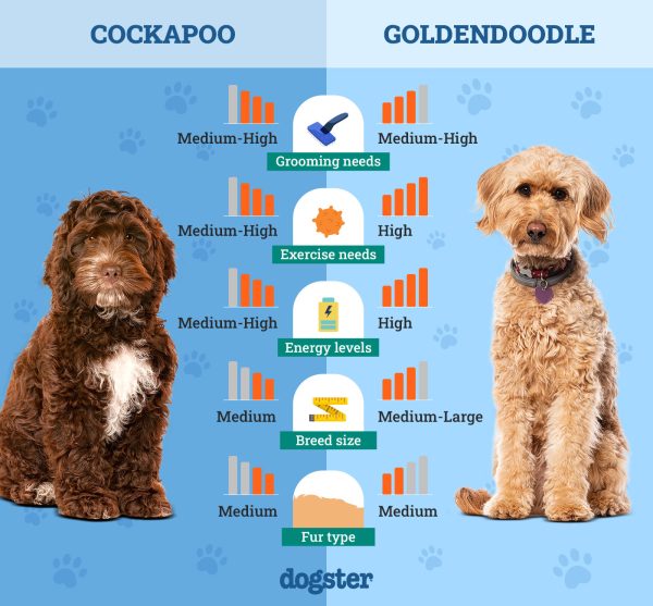 Cockapoo vs Goldendoodle: The Differences (With Pictures) – Dogster