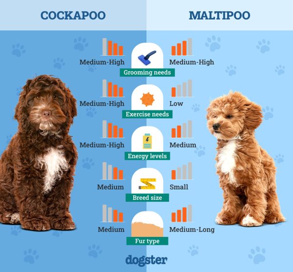 Cockapoo vs Maltipoo: The Differences (With Pictures) – Dogster