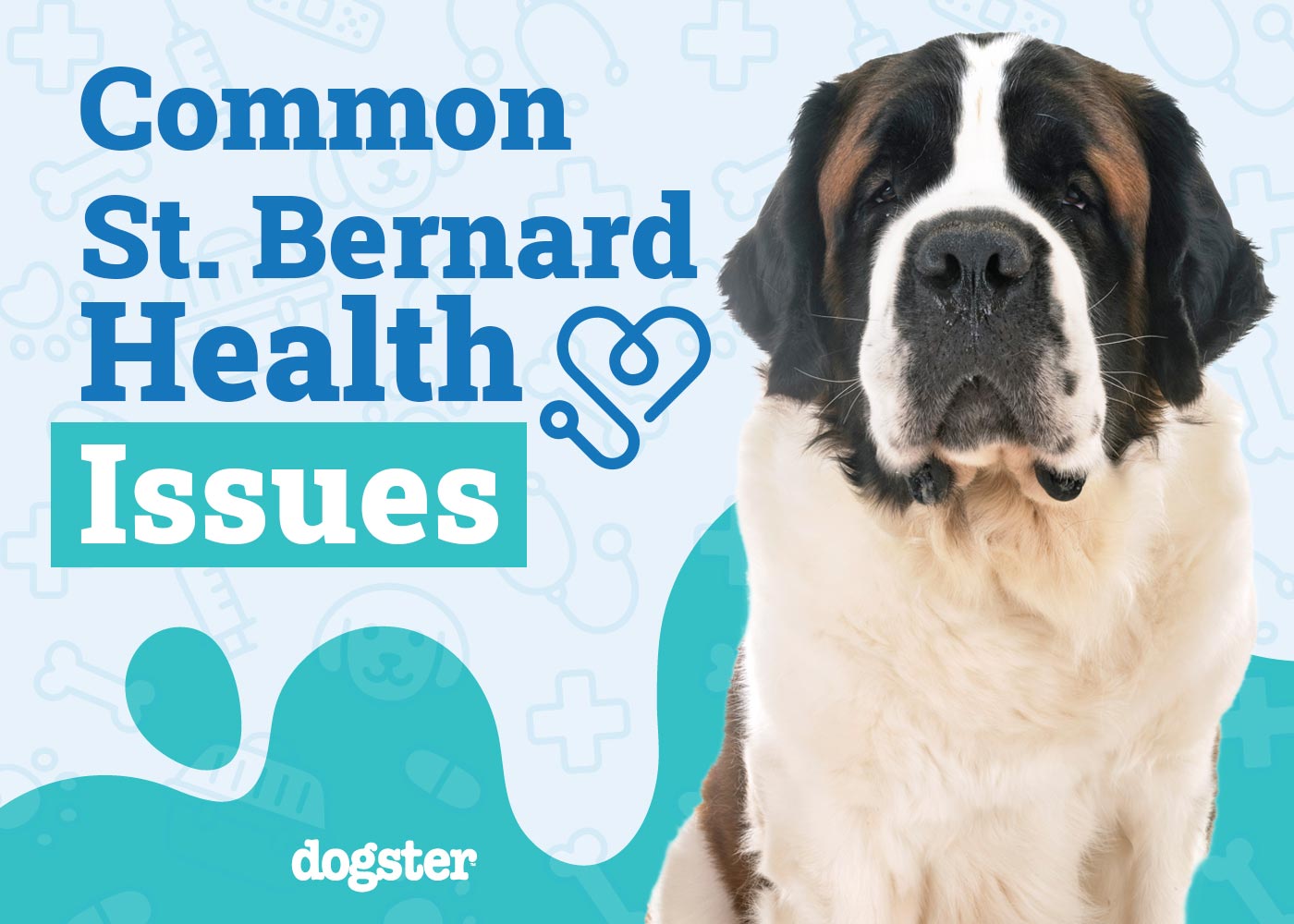 St. Bernard Health Issues: 10 Common Conditions to Look Out For (Vet Answer) – Dogster