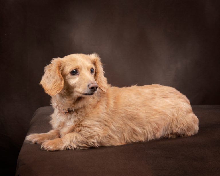 English Cream Dachshund: Info, Pictures, Origin & History – Dogster