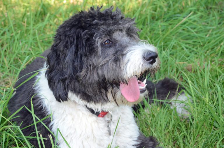 Aussiedoodle Dog Breed: Info, Pictures, Facts, & Traits – Dogster