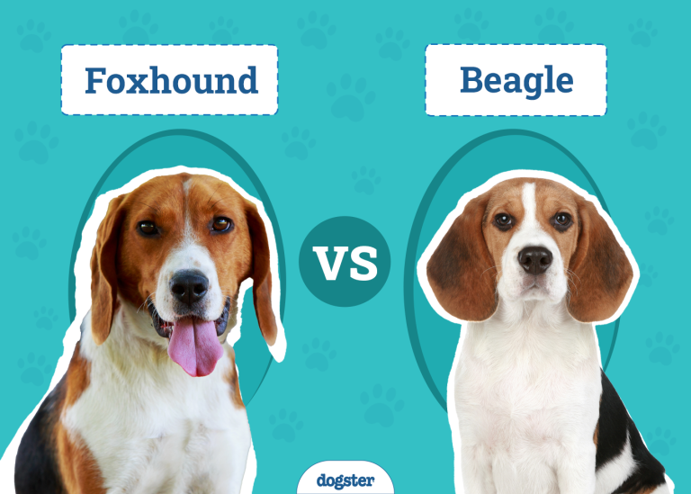 Foxhound vs Beagle: The Differences (With Pictures) – Dogster