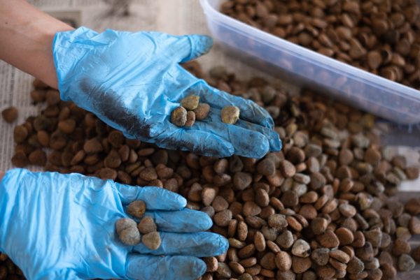 What Does Mold on Dog Food Look Like? Vet-Verified Facts & Prevention ...