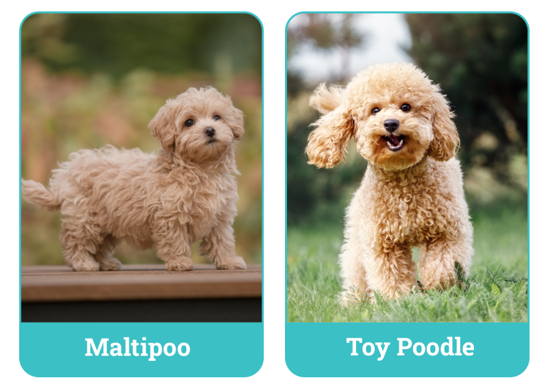 Maltipoo vs Toy Poodle: The Differences (With Pictures) – Dogster