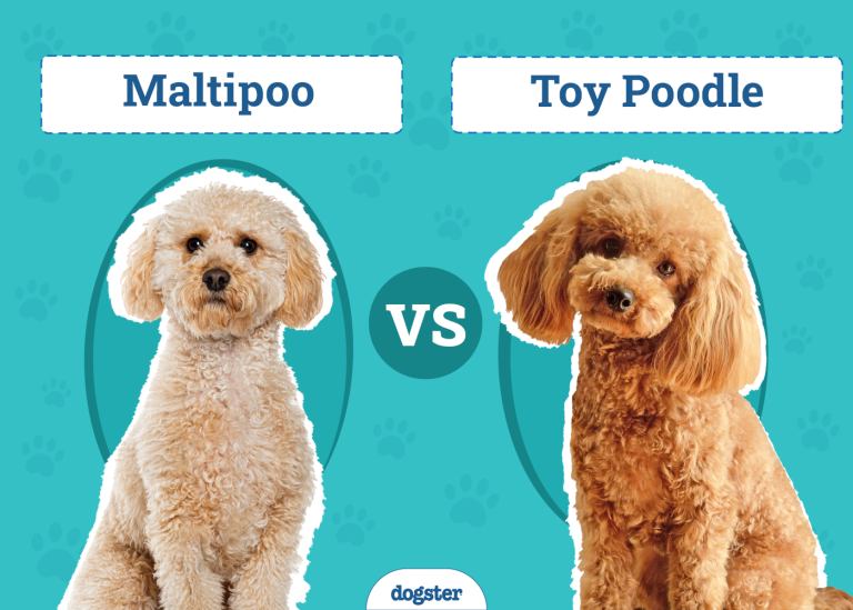 Maltipoo vs Toy Poodle: The Differences (With Pictures) – Dogster