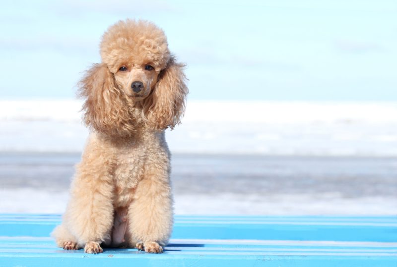 How Long Do Poodles Live? Average Lifespan, Data & Care (Vet Reviewed ...
