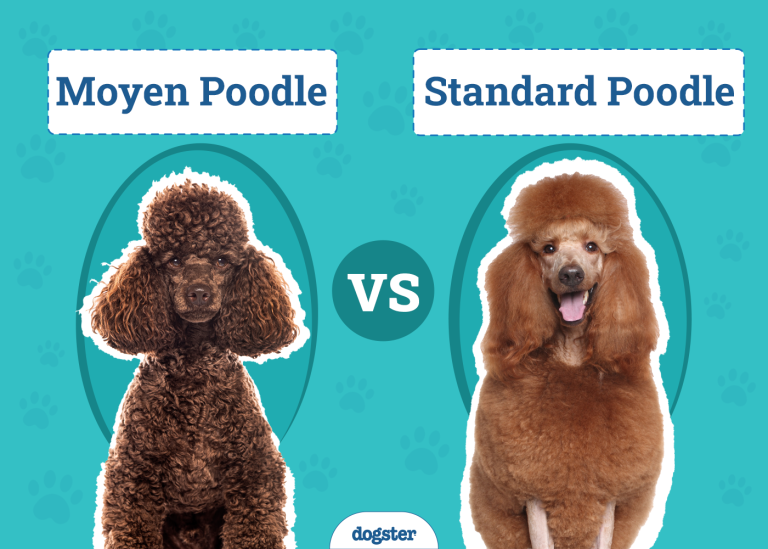 Moyen vs Standard Poodle: The Differences (With Pictures) – Dogster