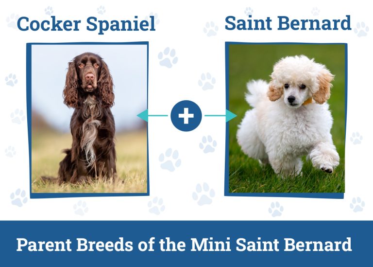 Mini Cockapoo: Info, Pictures, Care Guide & More – Dogster