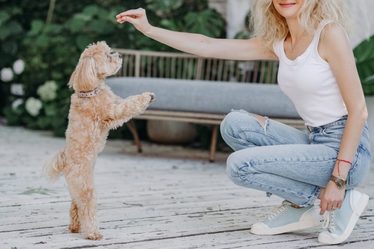 Why Do Small Dogs Live Longer? Vet-Approved Lifespan Explanation – Dogster
