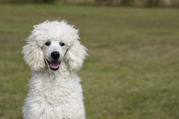 How Long Do Poodles Live? Average Lifespan, Data & Care (Vet Reviewed ...