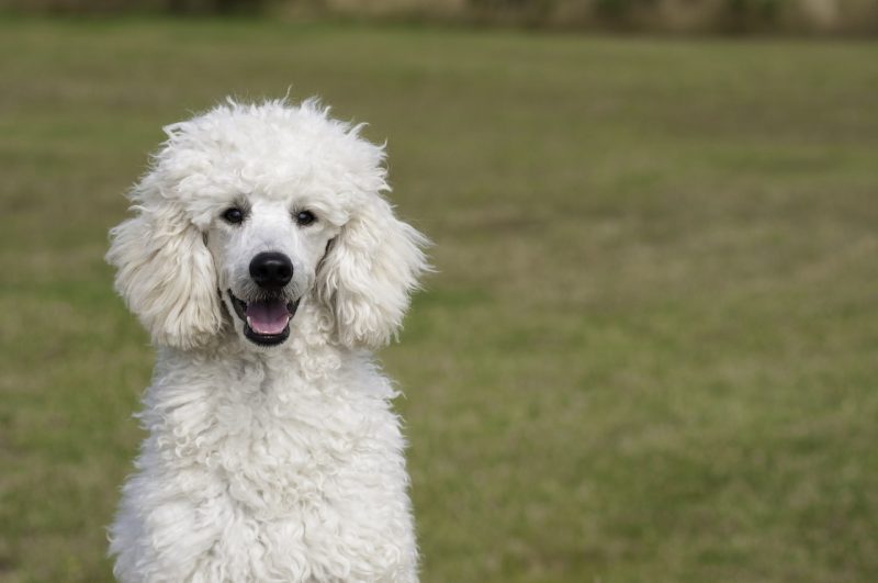 How Long Do Poodles Live? Average Lifespan, Data & Care (Vet Reviewed ...