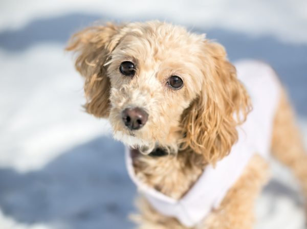 Mini Cockapoo: Info, Pictures, Care Guide & More – Dogster