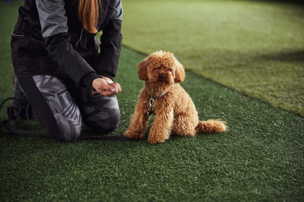 How to Train a Toy Poodle: 5 Vet-Reviewed Tips for Success – Dogster
