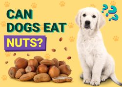 Can Dogs Eat Nuts? Vet-Reviewed Health & Safety Explained – Dogster