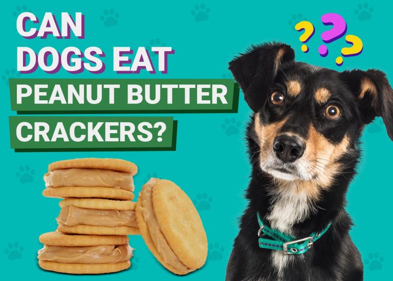 Can Dogs Eat Ginger? Vet-Verified Benefits, Risks & FAQ – Dogster