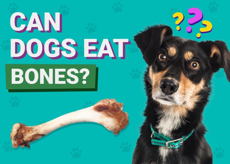 What Kinds of Bones Can Dogs Eat? 3 Vet-Approved Options – Dogster