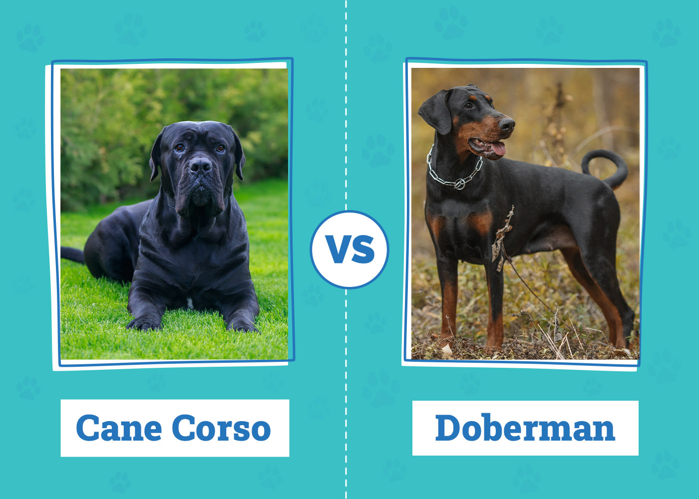 Cane Corso vs Doberman: The Differences (With Pictures) – Dogster
