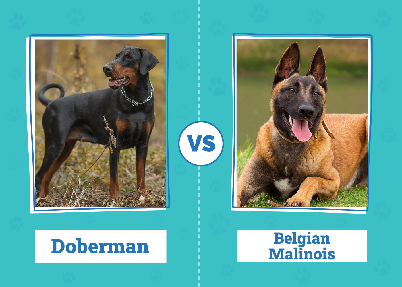 Doberman vs Belgian Malinois: The Differences (With Pictures) – Dogster
