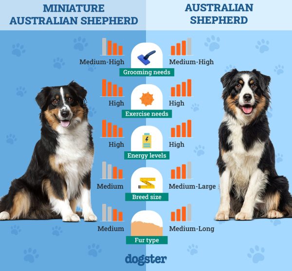 Miniature Australian Shepherd vs. Australian Shepherd: The Differences ...