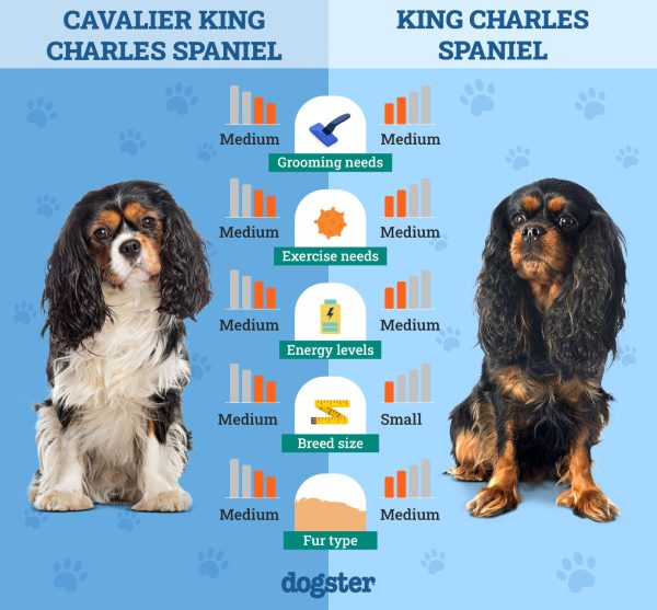 Cavalier King Charles Spaniel vs. King Charles Spaniel: The Differences ...