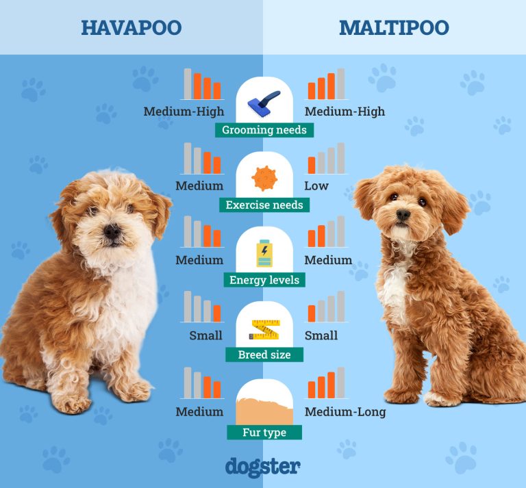 Havapoo vs. Maltipoo: The Main Differences (With Pictures) – Dogster