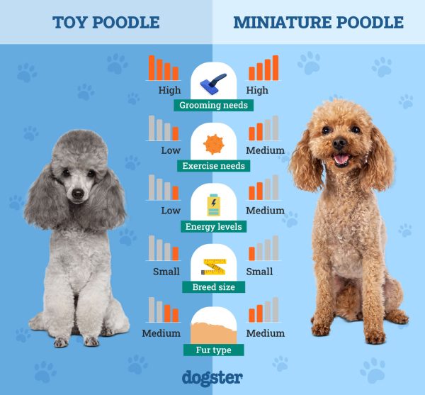 Toy Poodle vs Miniature Poodle: The Differences (With Pictures) – Dogster