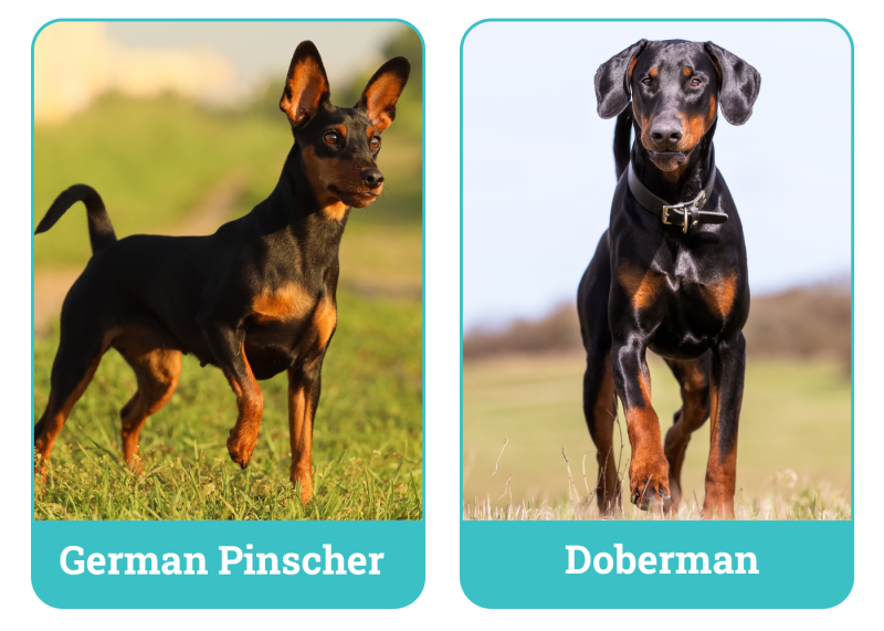 German Pinscher vs Doberman: The Differences (With Pictures) – Dogster