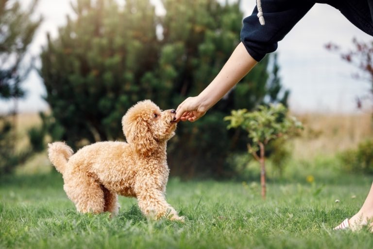 How to Train a Toy Poodle: 5 Vet-Reviewed Tips for Success – Dogster