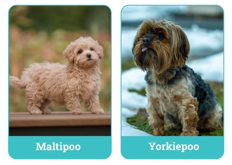 Maltipoo vs Yorkiepoo: The Differences (With Pictures) – Dogster