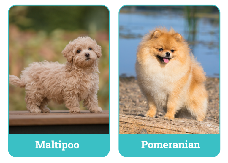 Maltipoo vs. Pomeranian: How Do They Compare? (With Pictures) – Dogster