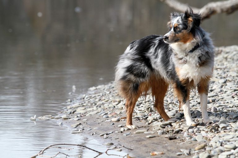 Blue Merle Australian Shepherd: Info, Pictures, Origin & History – Dogster