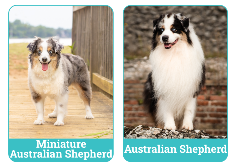 Miniature Australian Shepherd vs. Australian Shepherd: The Differences ...