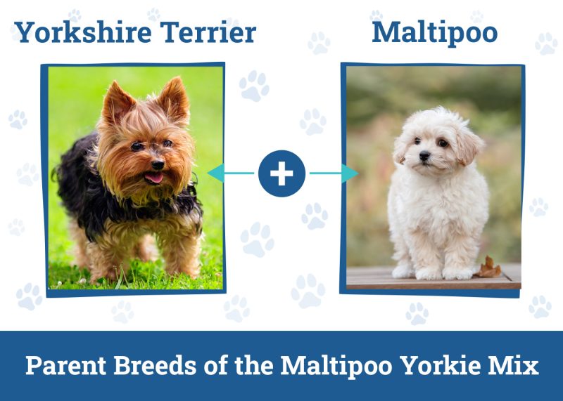 Maltipoo Yorkie Mix Dog Breed: Info, Pictures, Care & More – Dogster