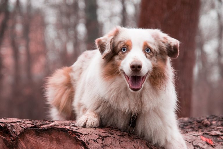 Red Merle Australian Shepherd: Info, Pictures, Origin & History – Dogster
