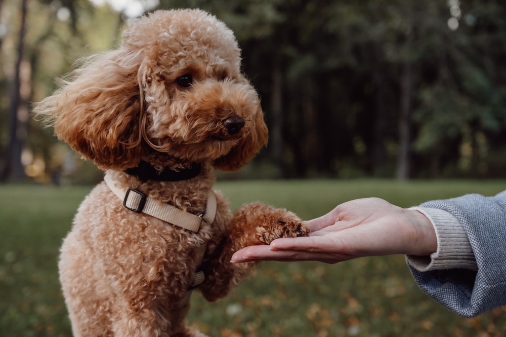 How to Train a Toy Poodle: 5 Vet-Approved Tips for Success – Dogster