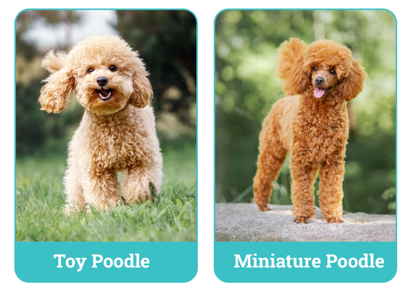 Toy Poodle vs Miniature Poodle: The Differences (With Pictures) – Dogster