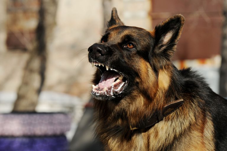 How to Calm an Aggressive Dog: 8 Vet-Verified Tips & Considerations ...