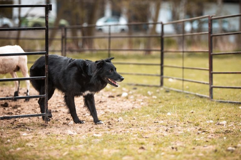 10 Types of Working Dogs & Their Specific Jobs (With Pictures) – Dogster