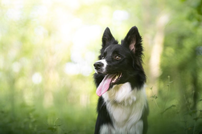 110 Dog Names Starting With O for Your Obedient Pup – Dogster