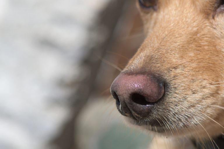 What Do Dogs Do When They Smell Cancer? What You Should Look Out For ...