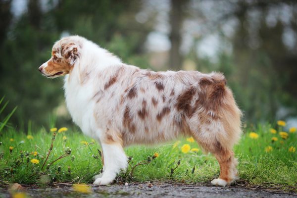 15 Incredible Australian Shepherd Colors (With Pictures) – Dogster