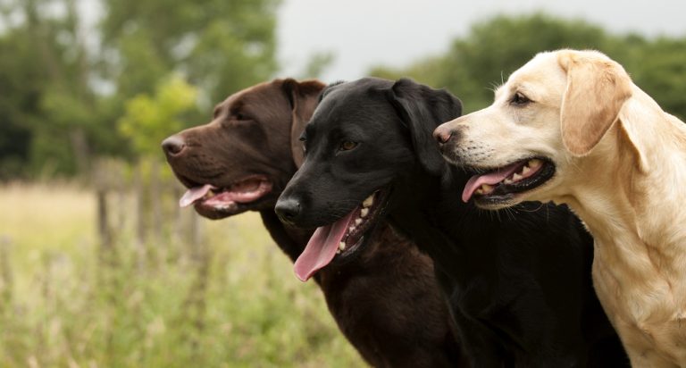 How Powerful Is a Dog’s Hearing Compared to Humans? Facts & FAQs – Dogster