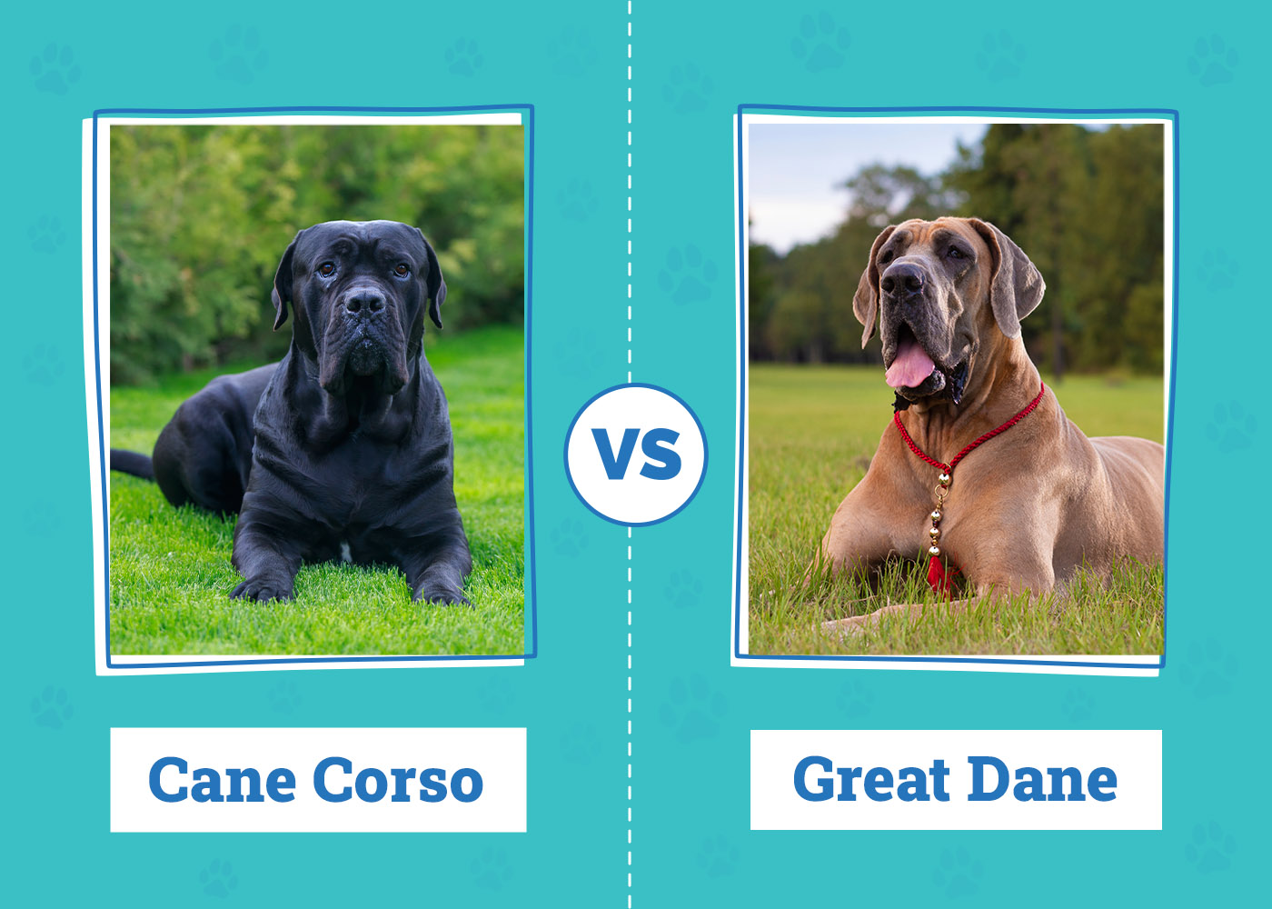 Cane Corso vs Great Dane: The Differences (With Pictures) – Dogster