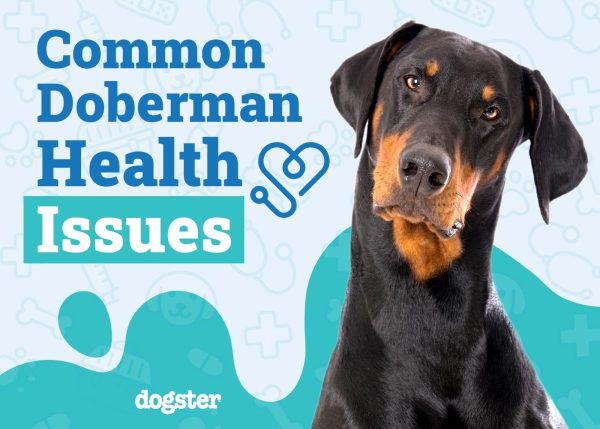 8 Common Health Problems in Dobermans: Vet-Verified Facts to Know – Dogster