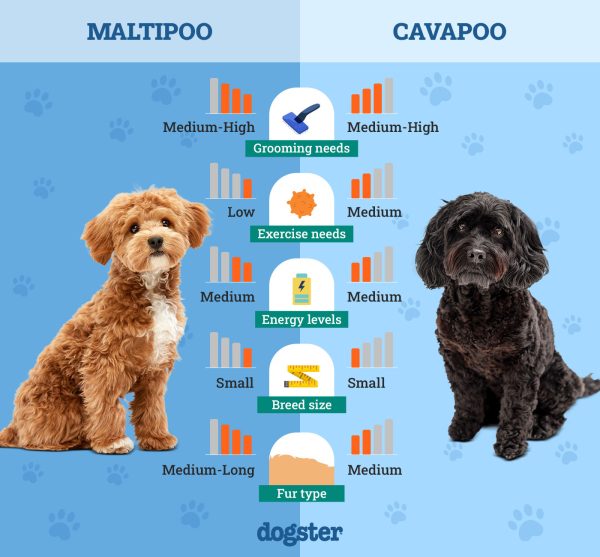 Maltipoo vs. Cavapoo: What’s the Difference? (With Pictures) – Dogster